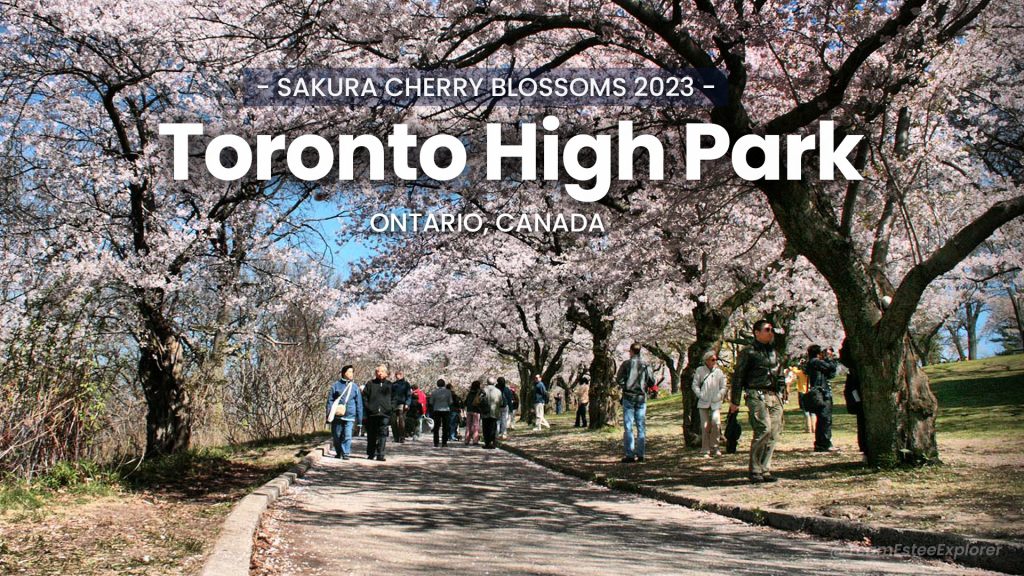 Sakura Watch 2024: Best Places to See Cherry Blossoms - All Review